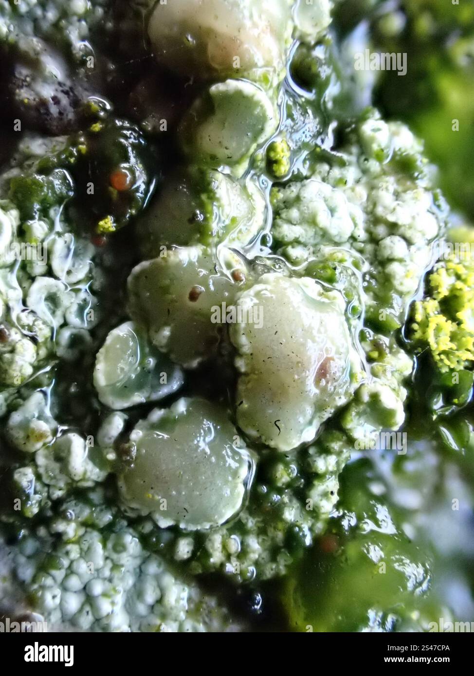 rim lichens, disc lichens, and allies (Lecanoraceae Stock Photo - Alamy
