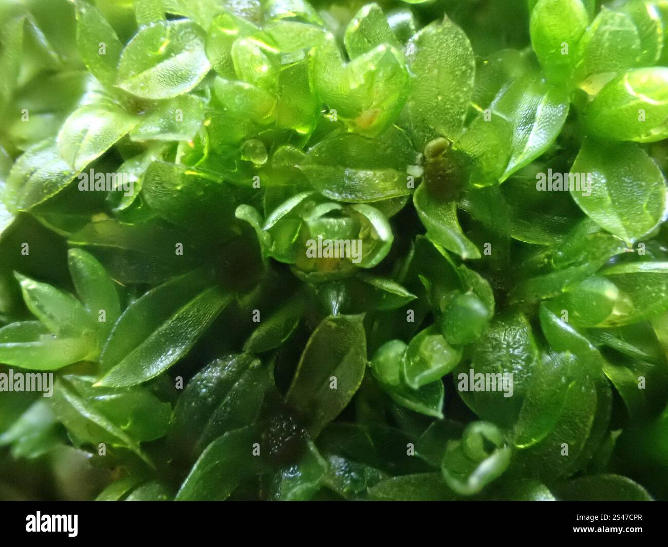 Water Screw-moss (Syntrichia latifolia Stock Photo - Alamy