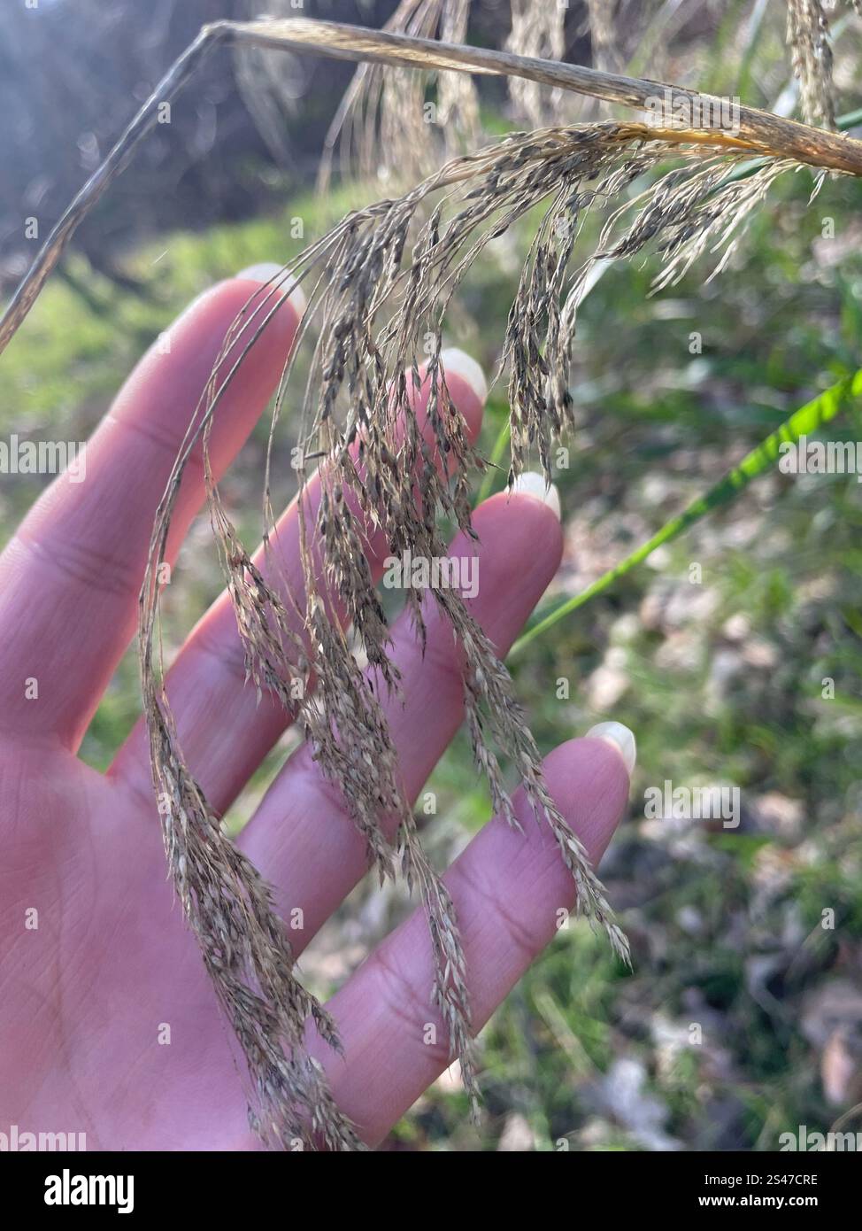 Smilo Grass (Oloptum miliaceum Stock Photo - Alamy