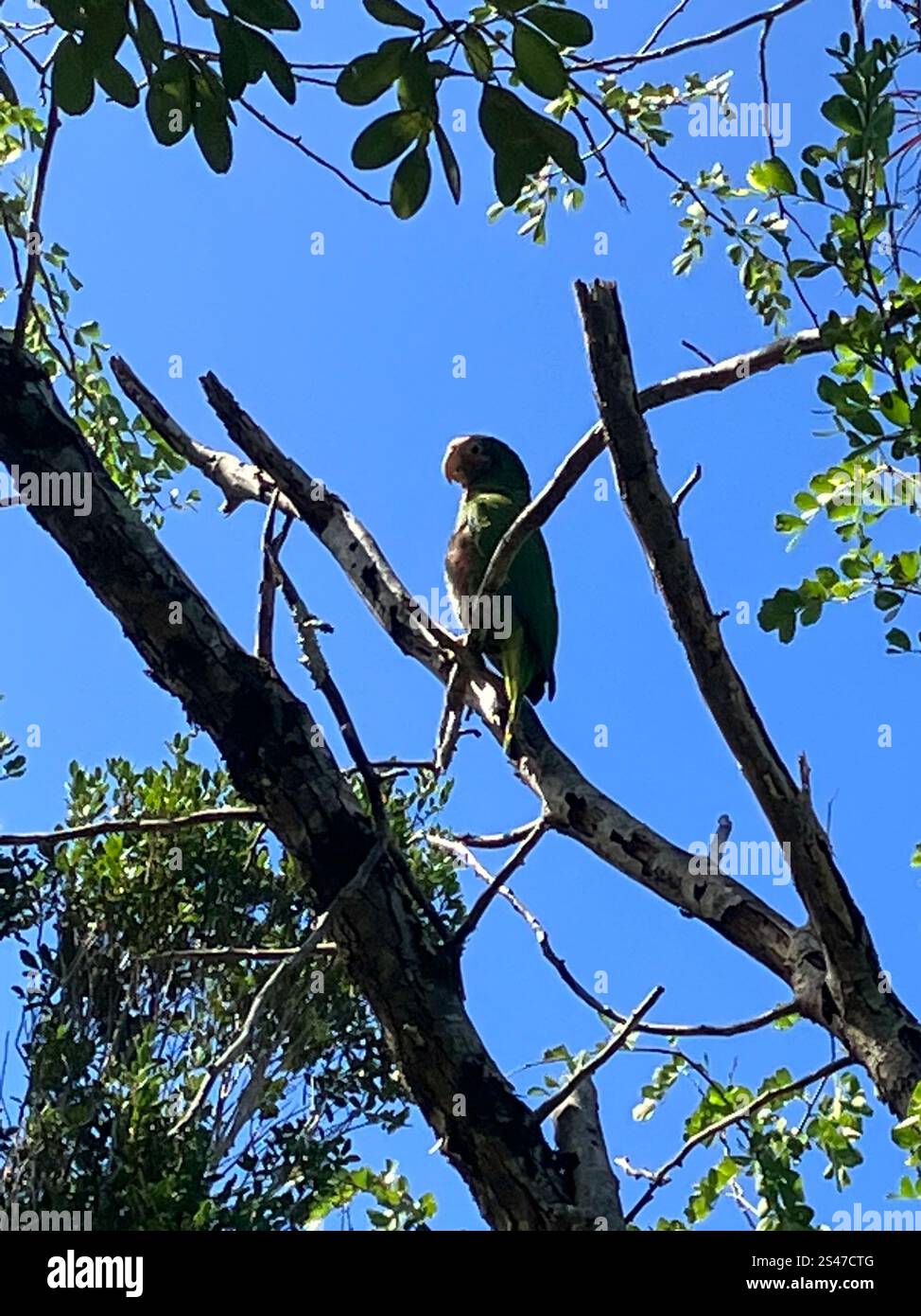 Grand Cayman Parrot (Amazona leucocephala caymanensis Stock Photo - Alamy