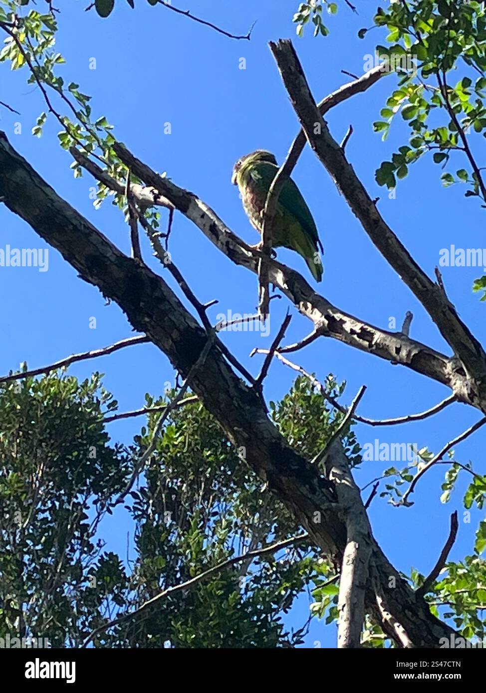 Grand Cayman Parrot (Amazona leucocephala caymanensis Stock Photo - Alamy