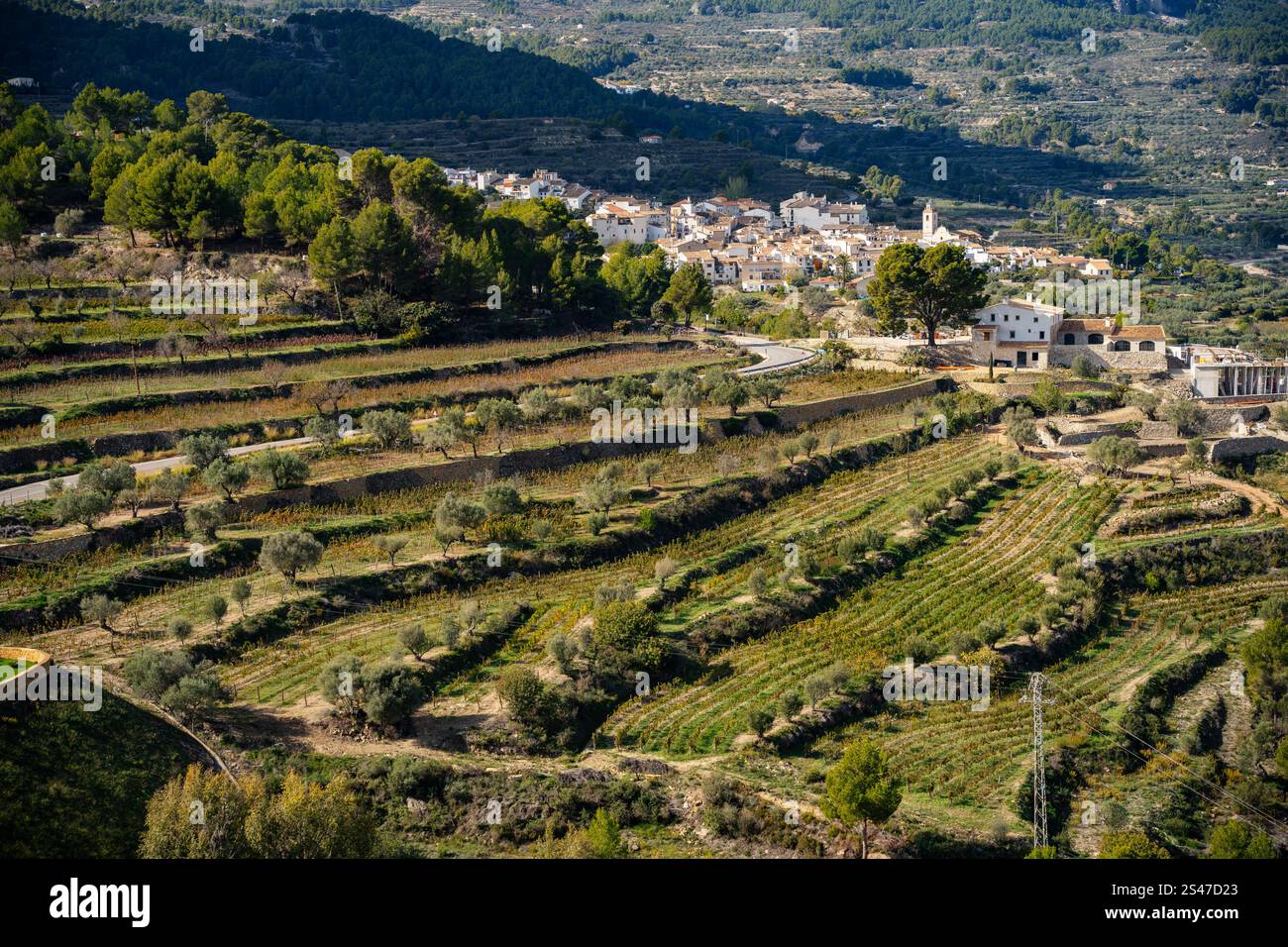 Valley of plantations of olive in Guadalest. Alicante. Spain Stock ...
