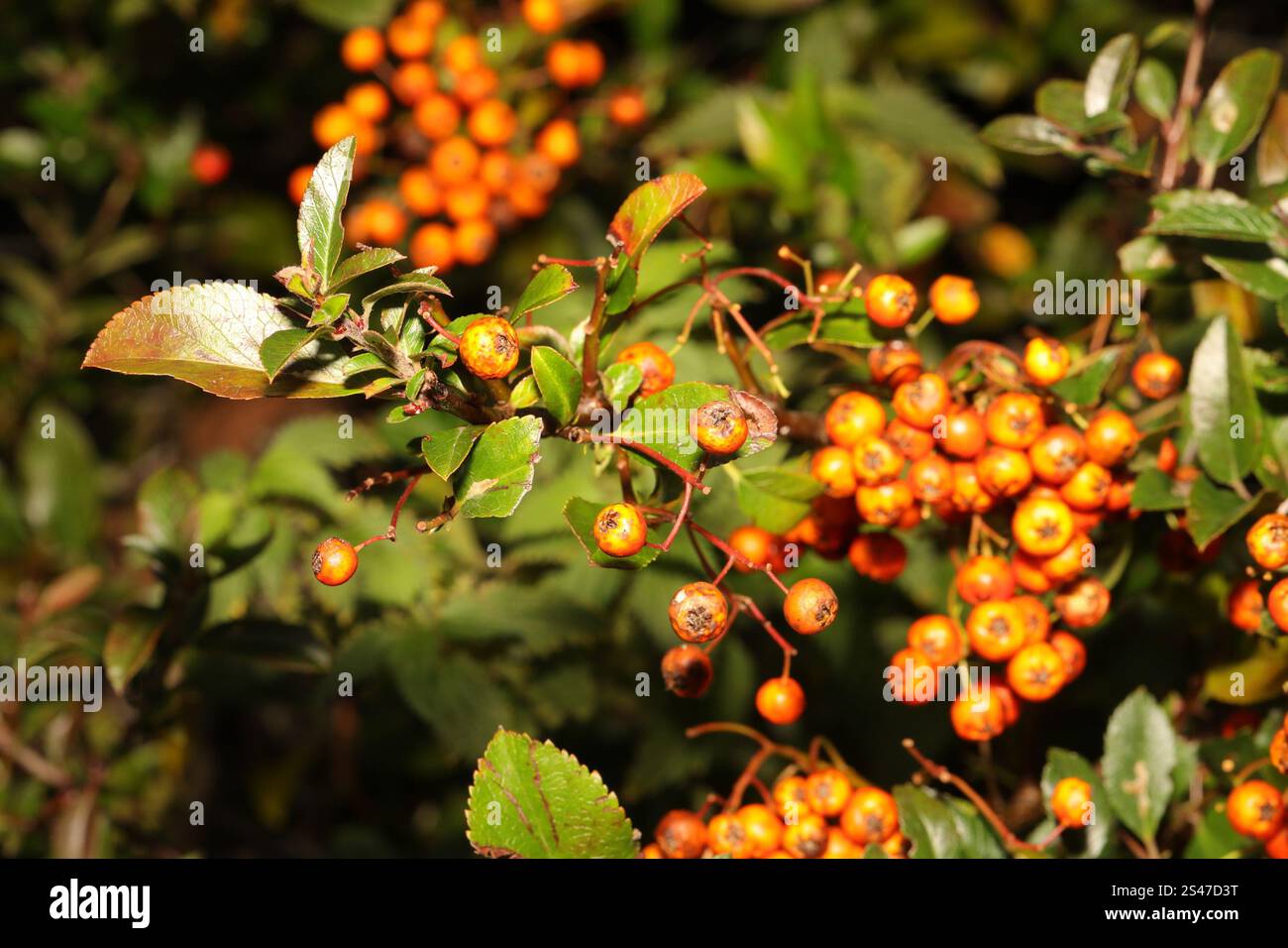 Firethorn (Pyracantha coccinea Stock Photo - Alamy