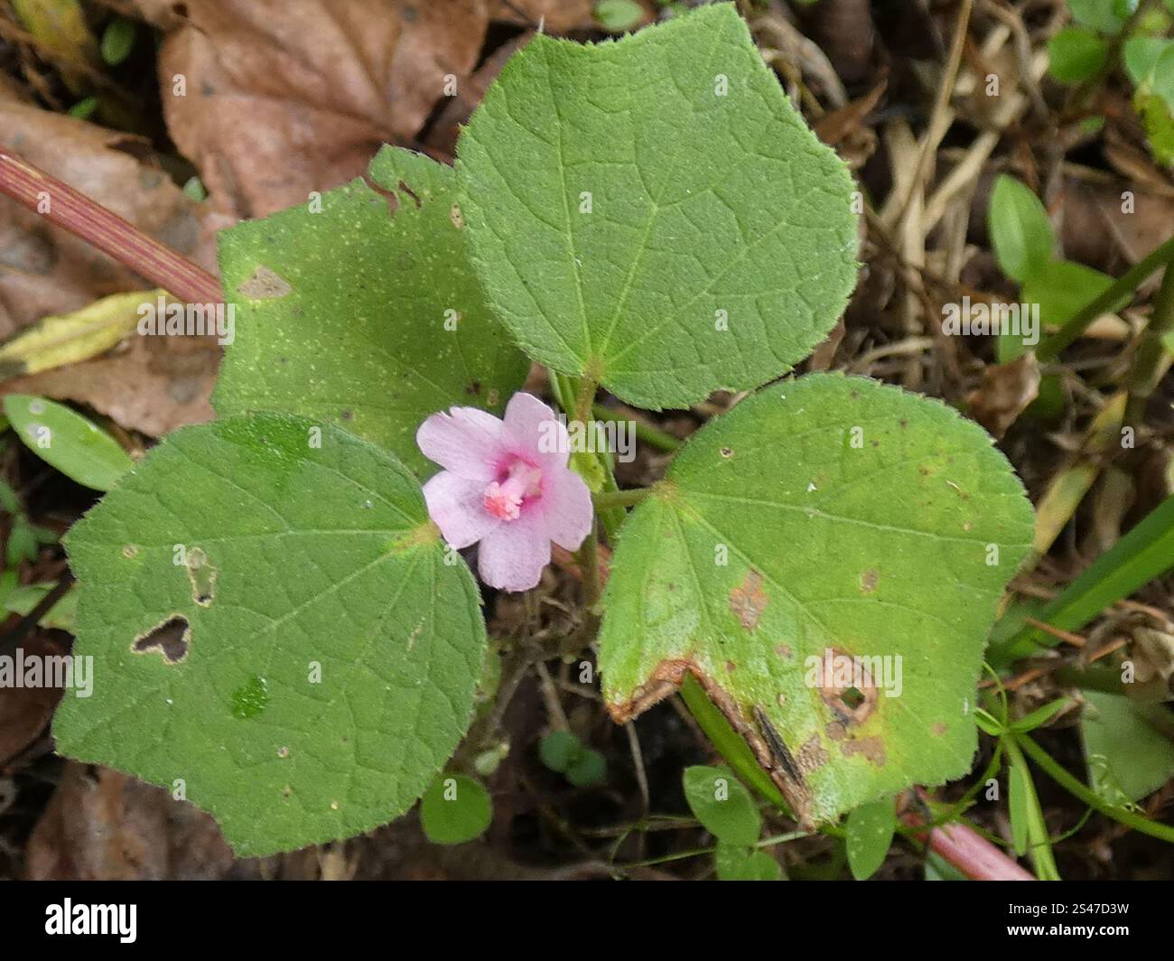 Caesar weed (Urena lobata Stock Photo - Alamy