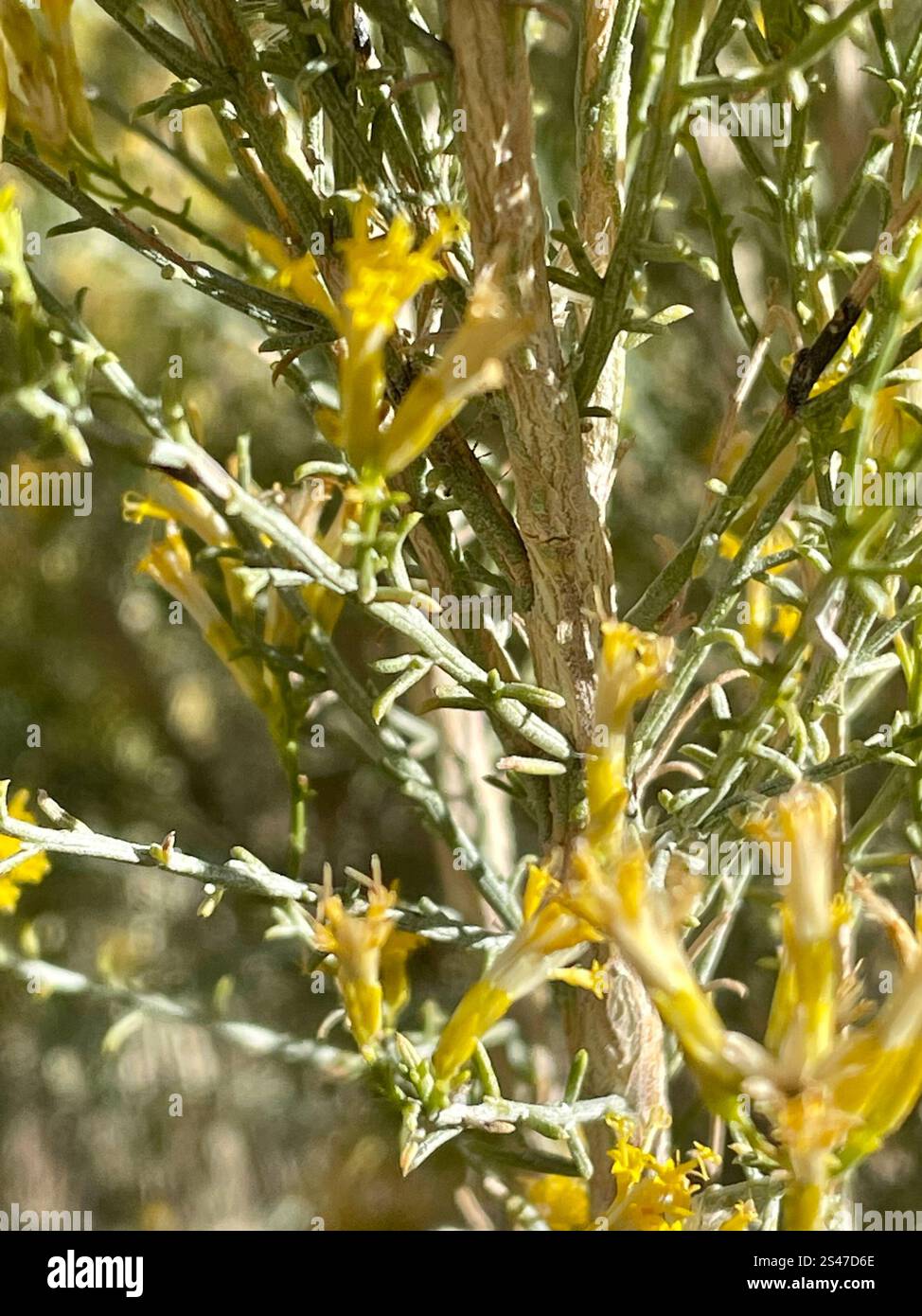 Black-banded Rabbitbrush (Ericameria paniculata Stock Photo - Alamy