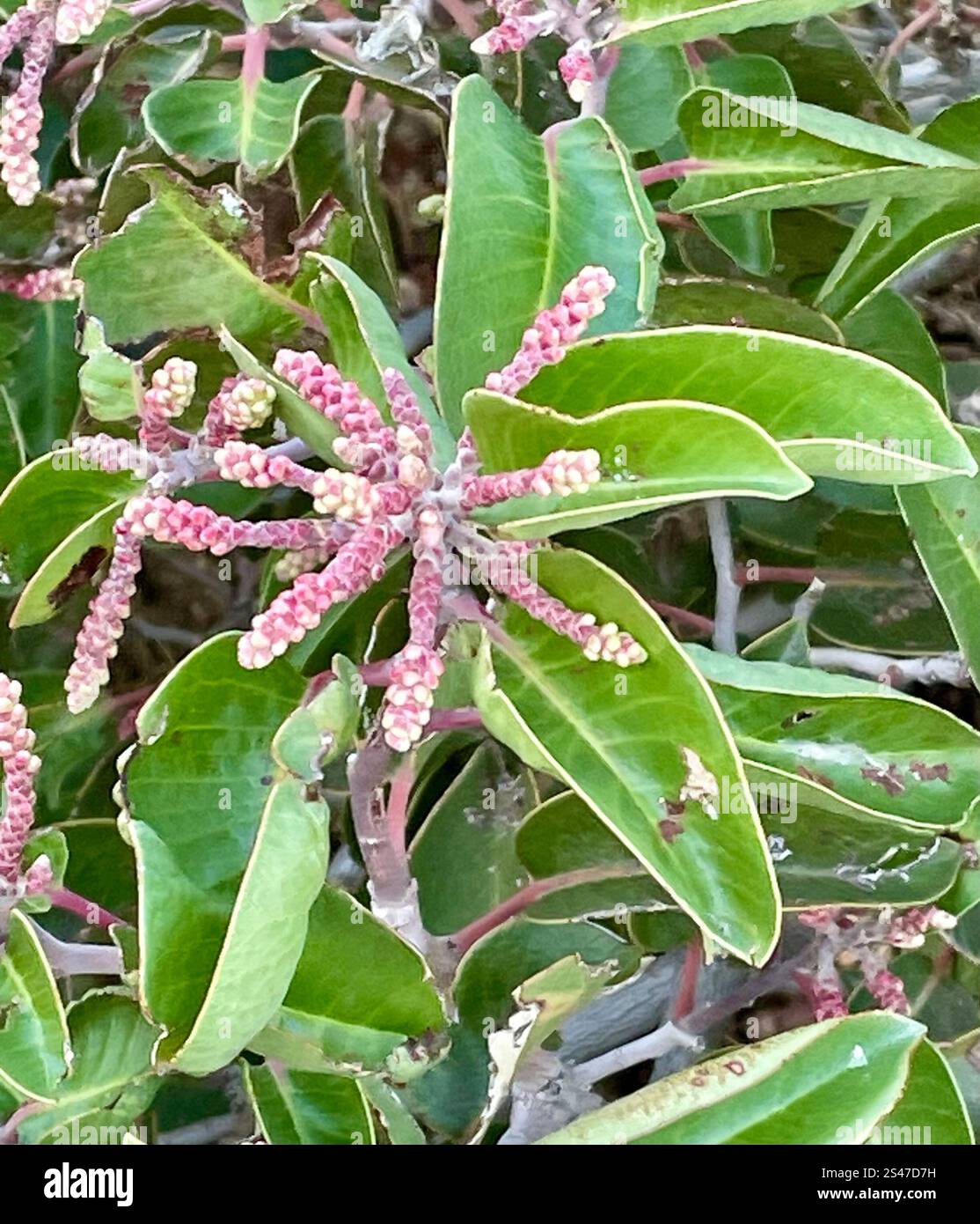 sugar bush (Rhus ovata Stock Photo - Alamy