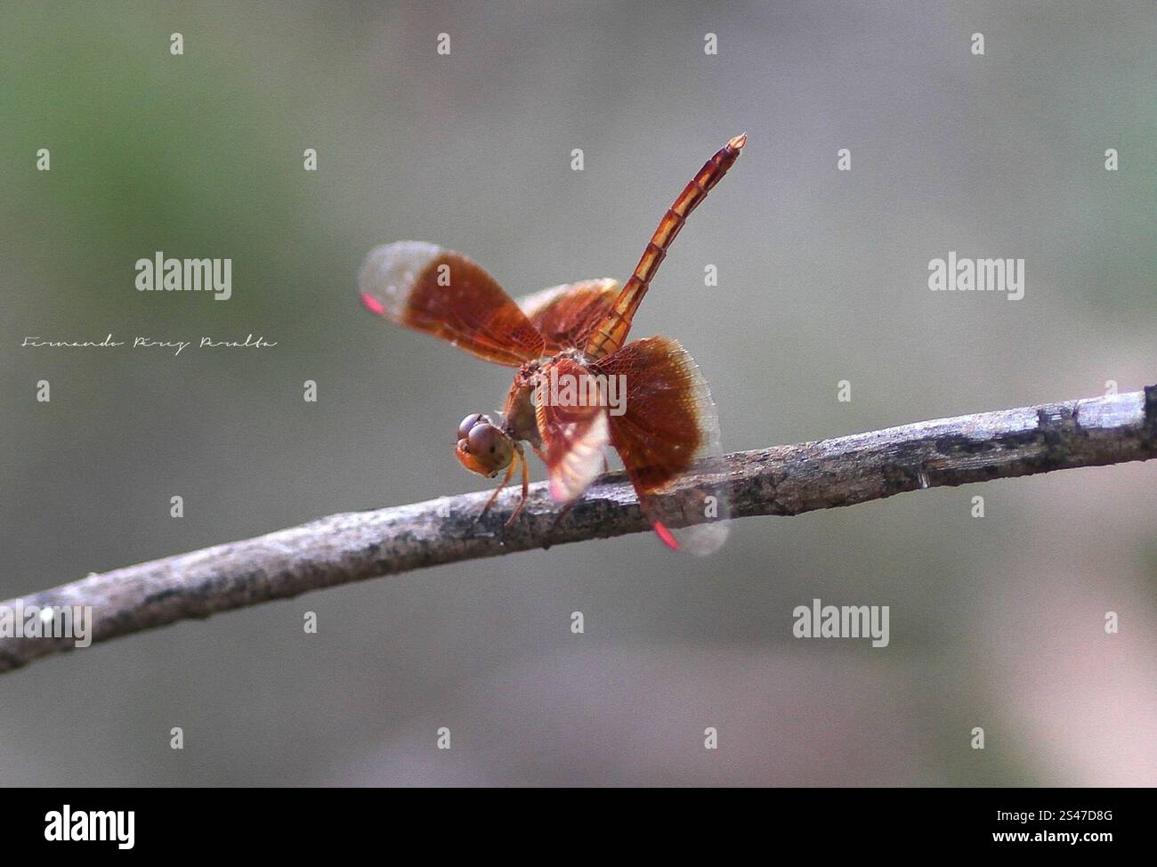 Painted Grasshawk (Neurothemis stigmatizans Stock Photo - Alamy