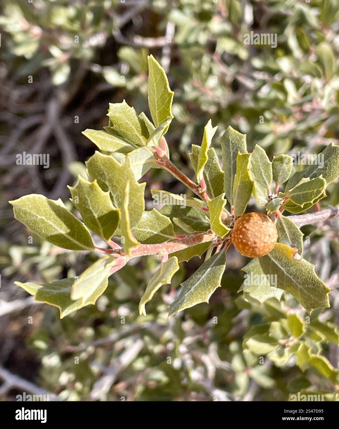 Muller's oak (Quercus cornelius-mulleri Stock Photo - Alamy