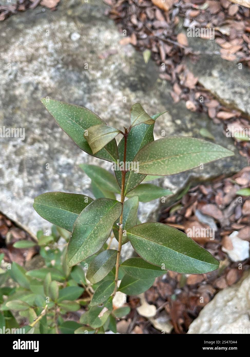 tree privet (Ligustrum lucidum Stock Photo - Alamy