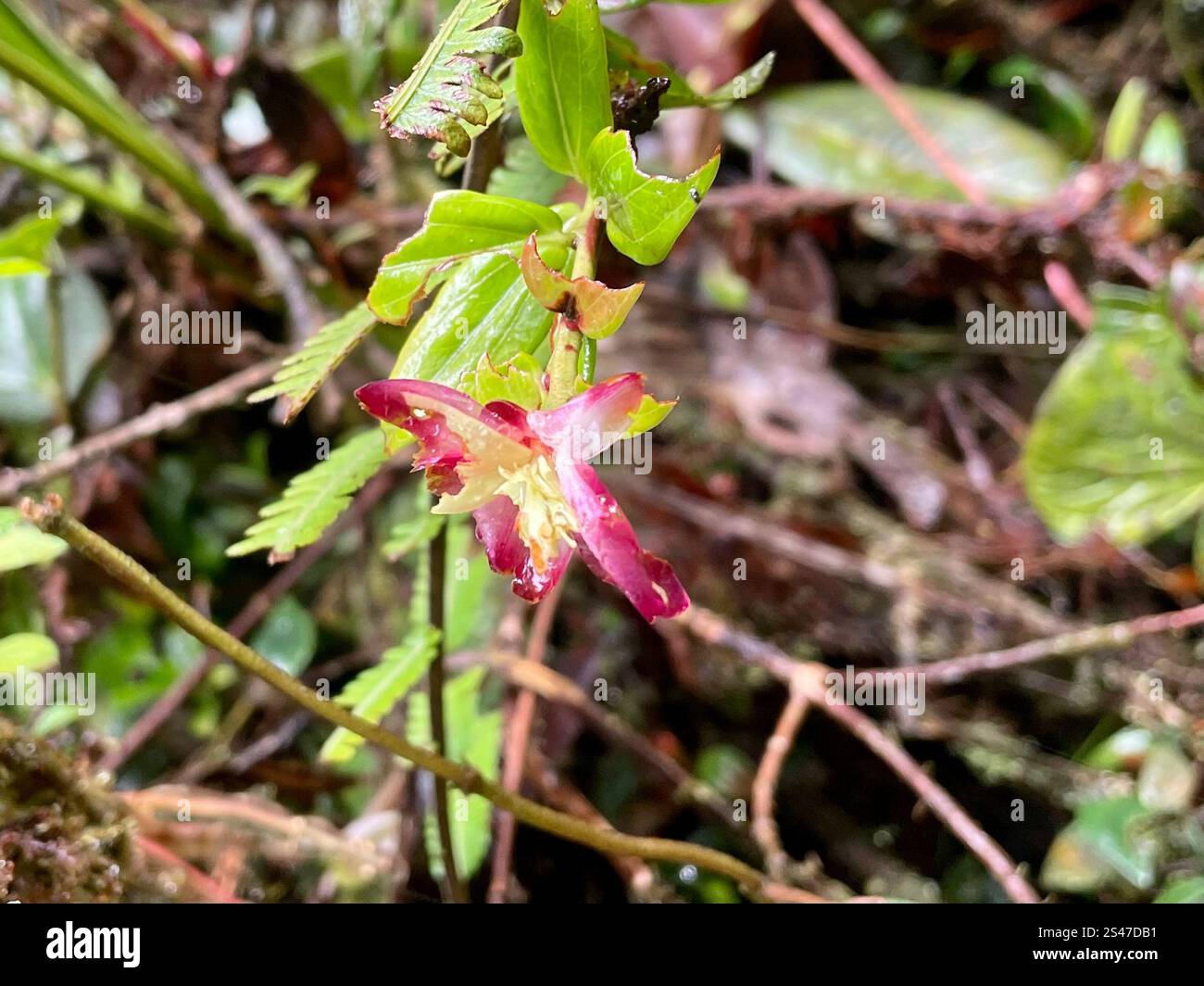 heath family (Ericaceae Stock Photo - Alamy