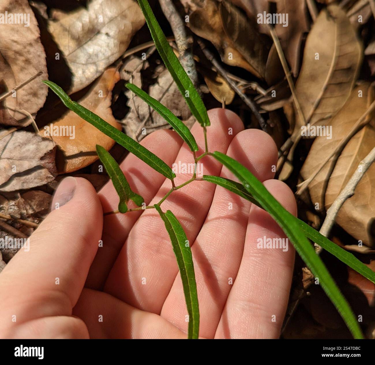 Virginia snakeroot (Aristolochia serpentaria Stock Photo - Alamy