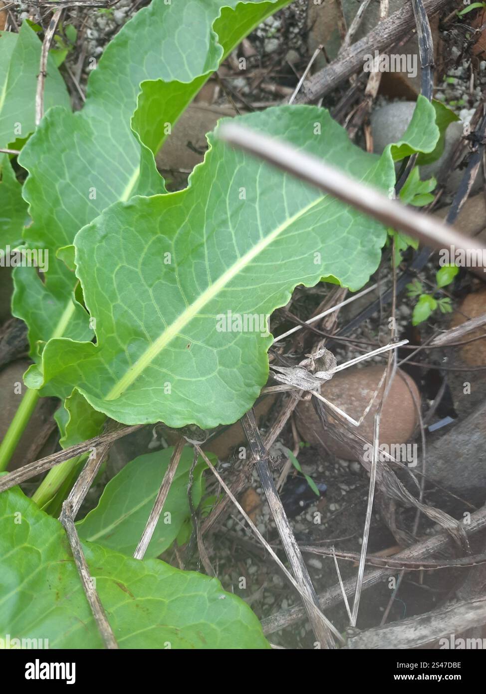 Japanese Dock (Rumex japonicus Stock Photo - Alamy