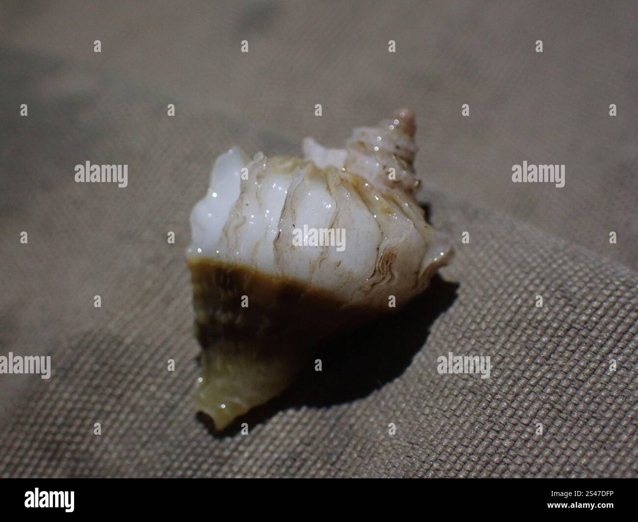 Frilled Dogwinkle (Nucella lamellosa Stock Photo - Alamy