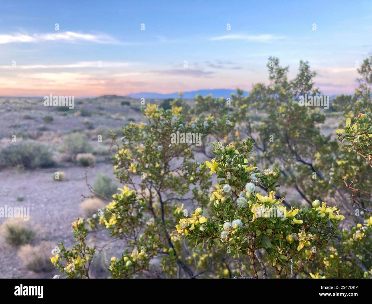 Creosote Bush (Larrea tridentata Stock Photo - Alamy