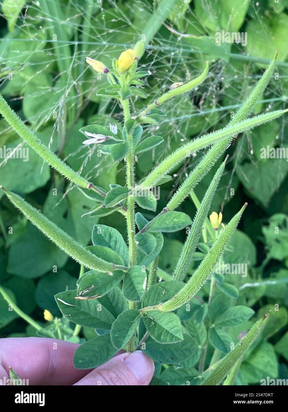 Asian spiderflower (Cleome viscosa Stock Photo - Alamy