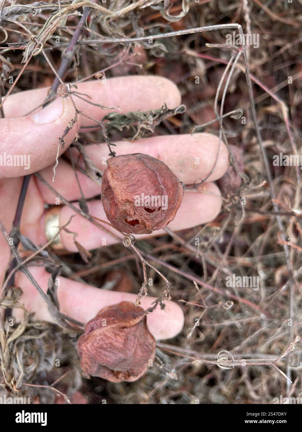 Lesser Balloon Vine (Cardiospermum halicacabum Stock Photo - Alamy