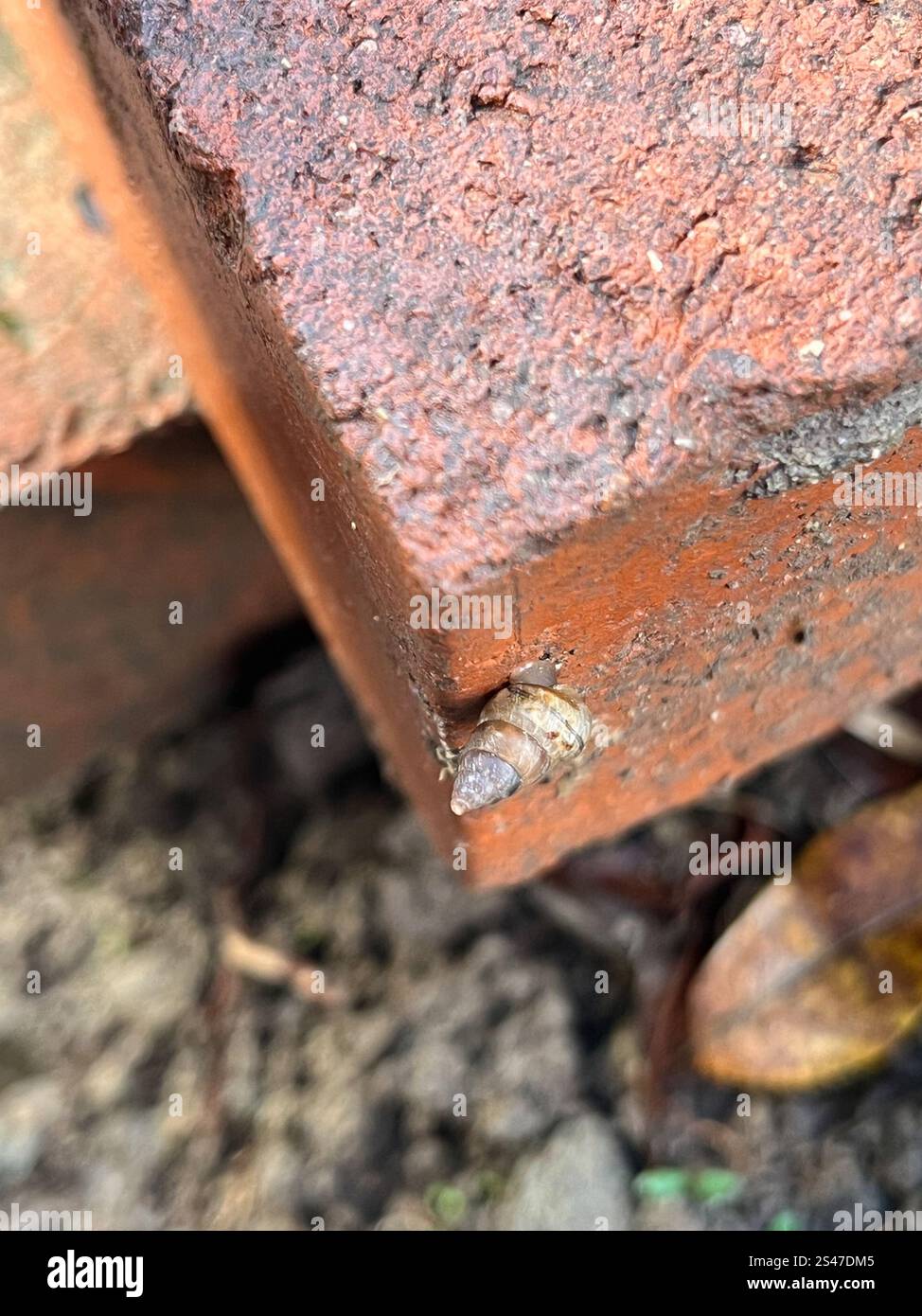 Small Pointed Snail (Cochlicella barbara Stock Photo - Alamy