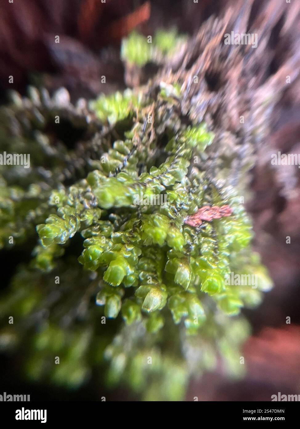 Yellow-ladle Liverwort (Scapania bolanderi Stock Photo - Alamy
