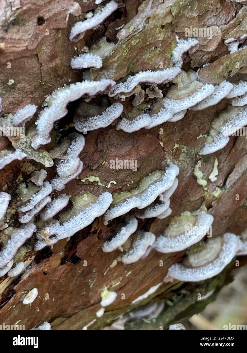 Purplepore Bracket (Trichaptum abietinum Stock Photo - Alamy