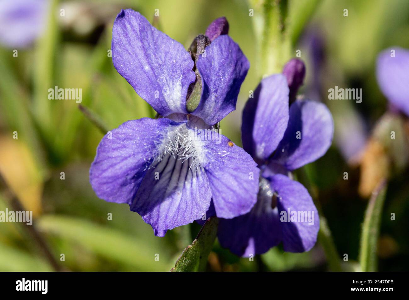 hookedspur violet (Viola adunca Stock Photo - Alamy