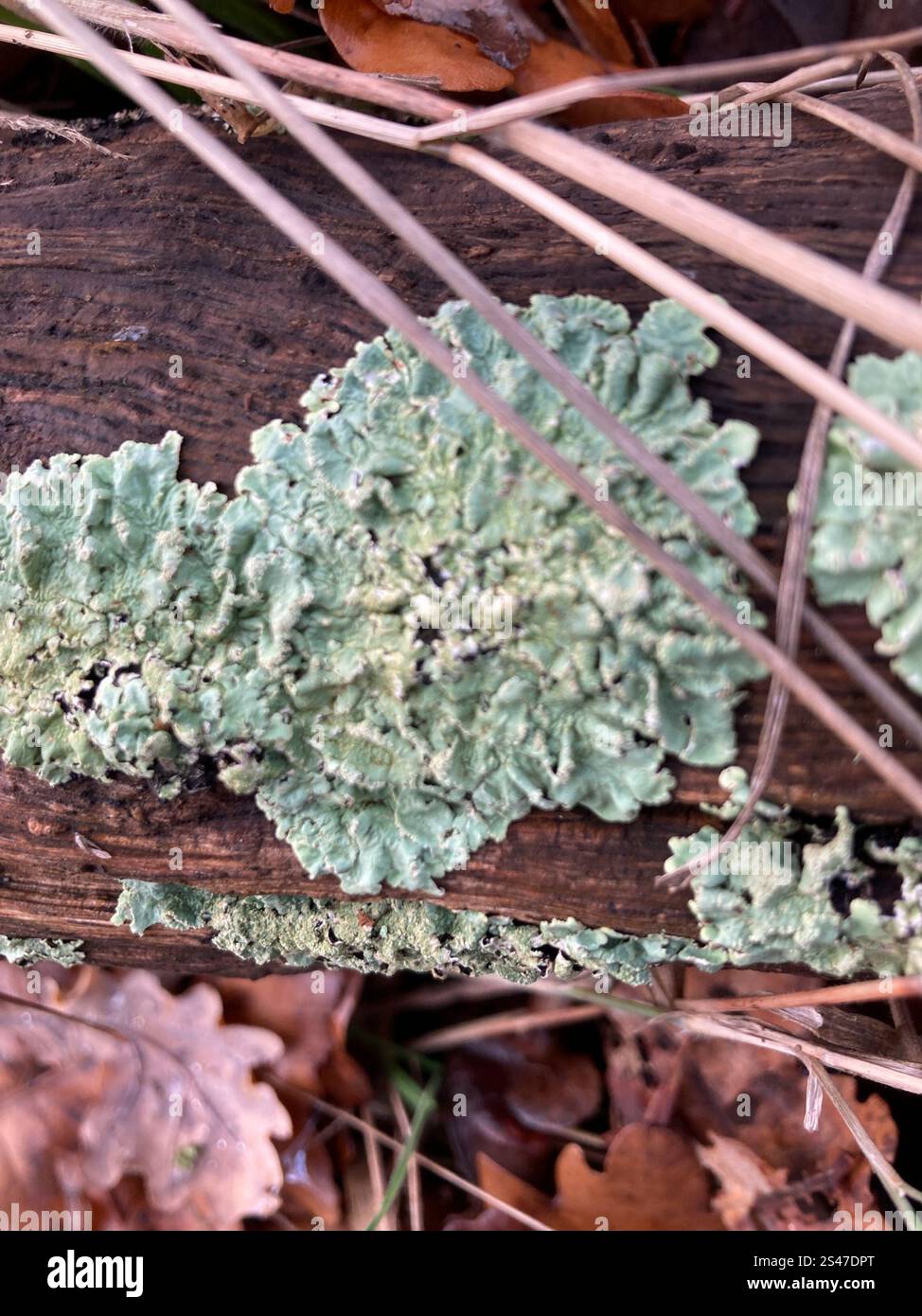 common greenshield lichen (Flavoparmelia caperata Stock Photo - Alamy