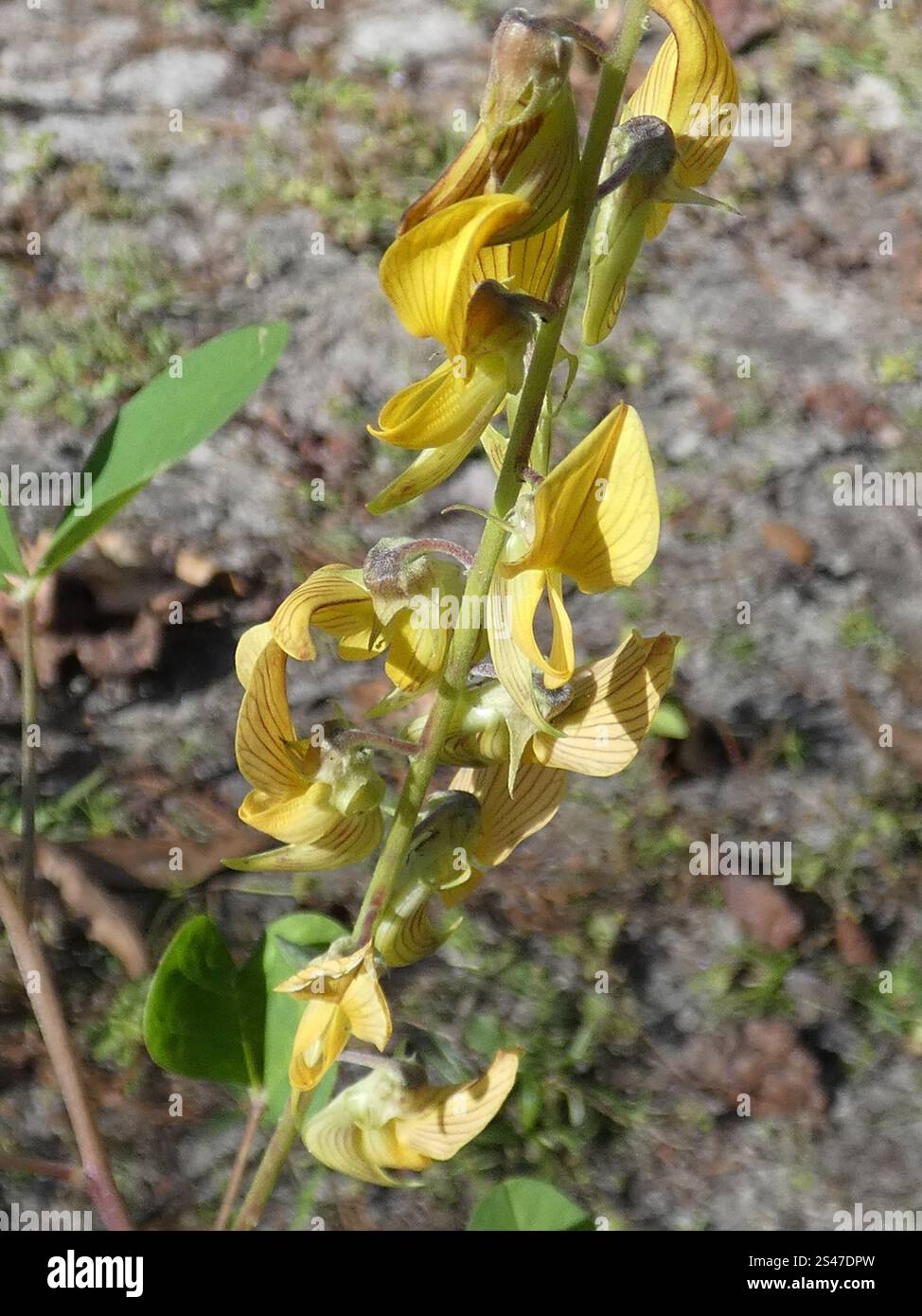 Streaked Rattlepod (Crotalaria pallida Stock Photo - Alamy