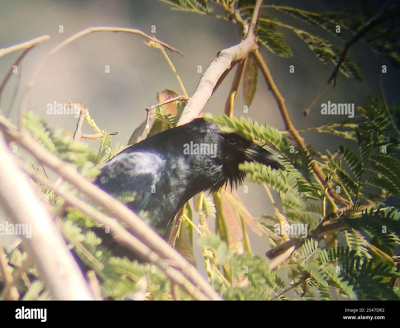 Sinaloa crow hi-res stock photography and images - Alamy