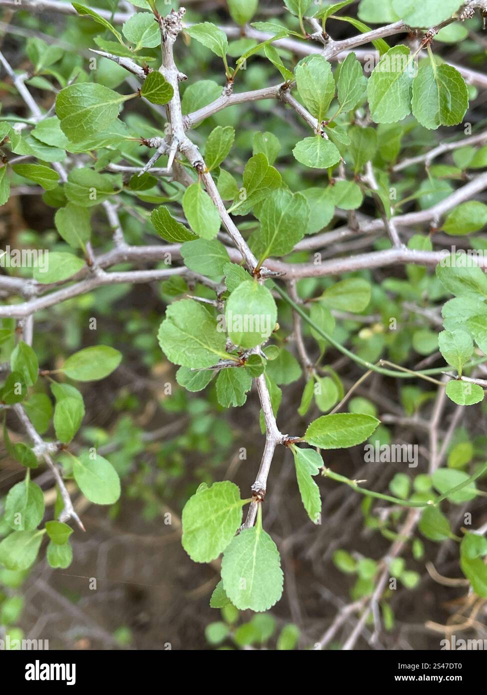 Desert Apricot (Prunus fremontii Stock Photo - Alamy