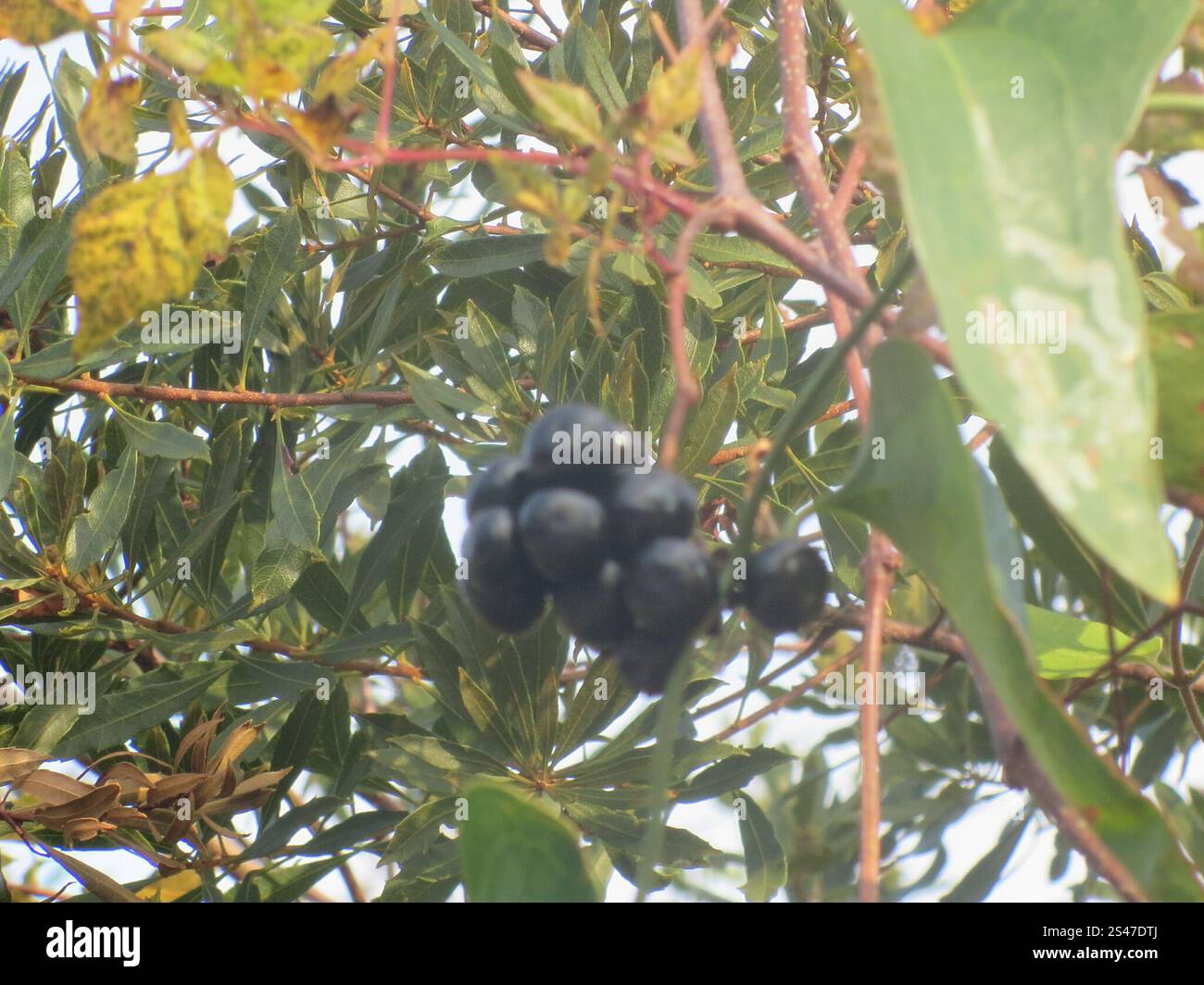 peppervine (Nekemias arborea Stock Photo - Alamy