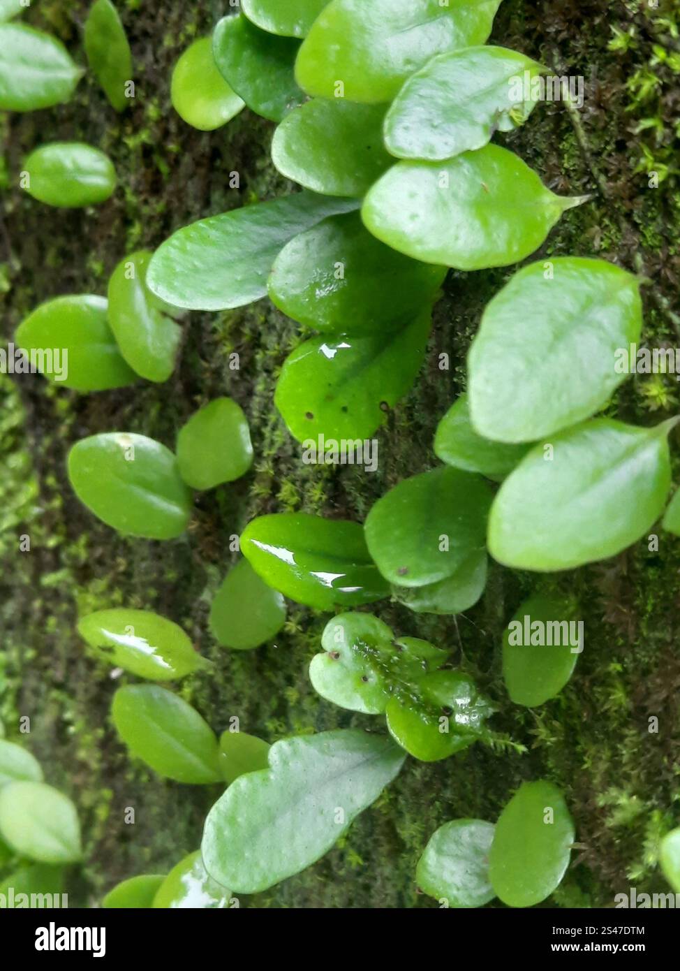 Green penny fern (Lemmaphyllum microphyllum Stock Photo - Alamy