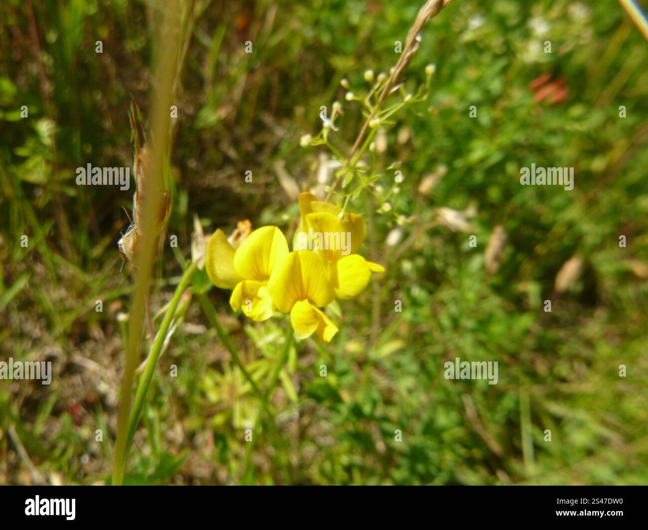 common bird's-foot trefoil (Lotus corniculatus corniculatus Stock Photo ...