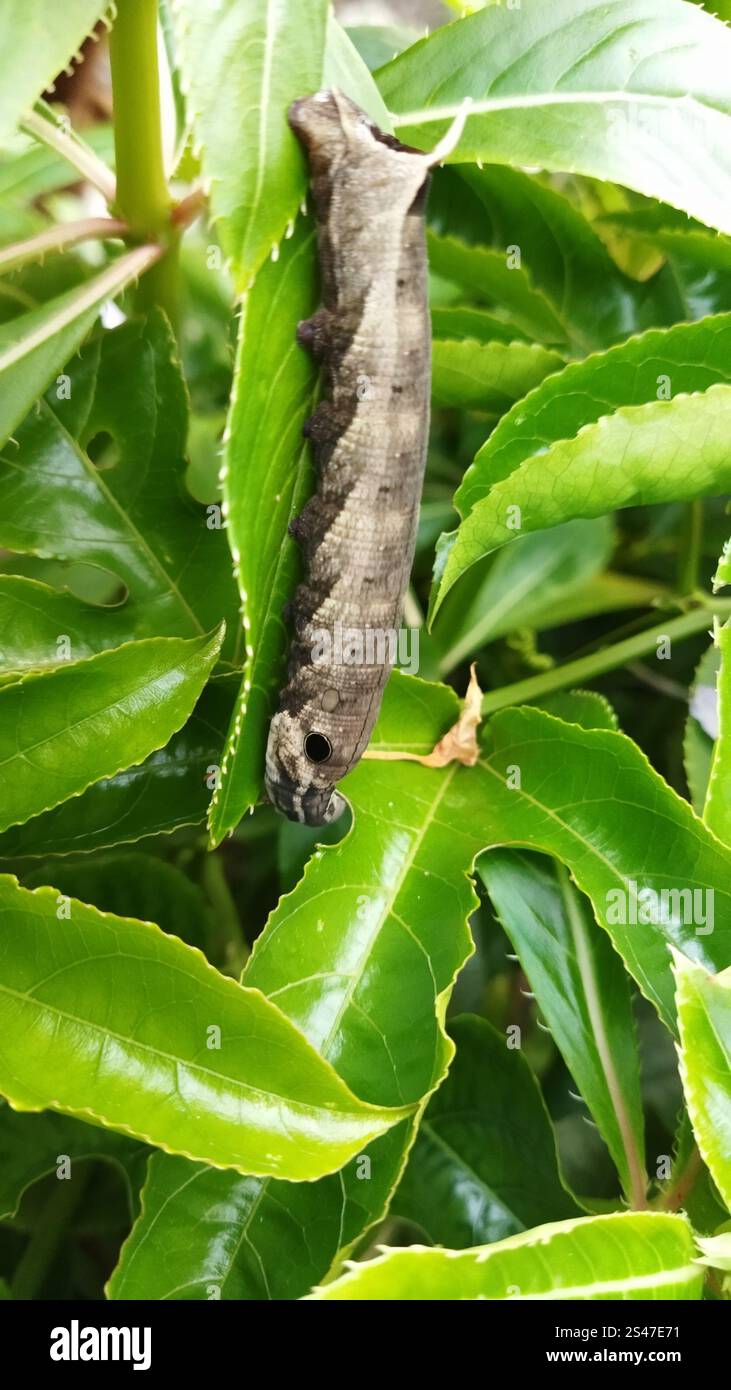 Common Striped Hawkmoth (Hippotion eson Stock Photo - Alamy