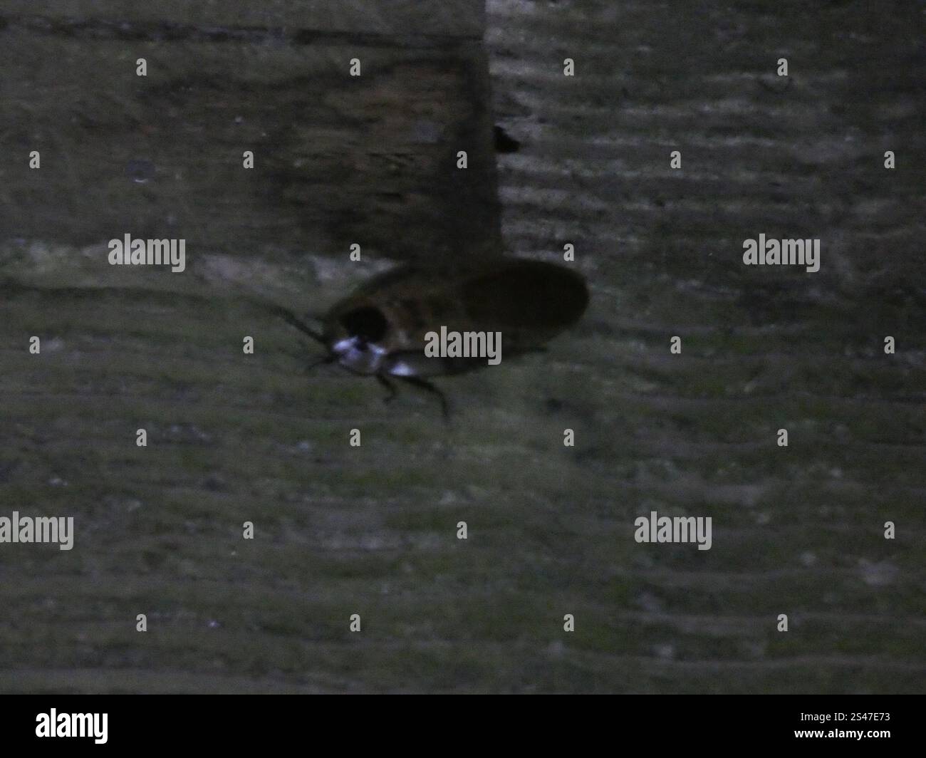 Giant Cave Cockroach (Blaberus giganteus Stock Photo - Alamy
