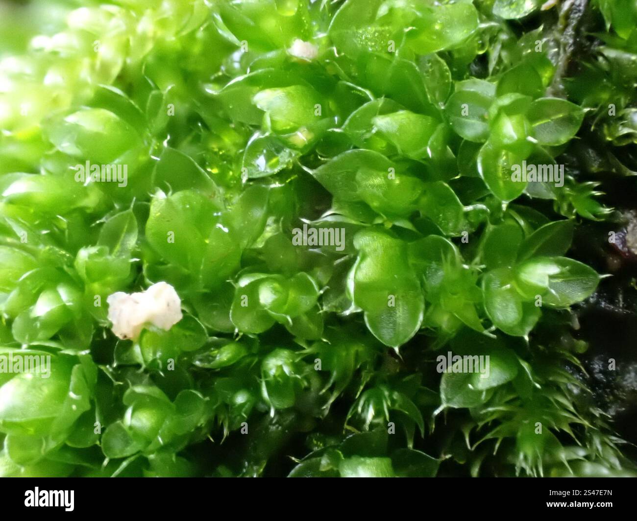 Capillary Thread-moss (Ptychostomum capillare Stock Photo - Alamy