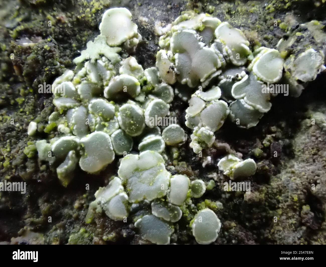 rim lichens, disc lichens, and allies (Lecanoraceae Stock Photo - Alamy