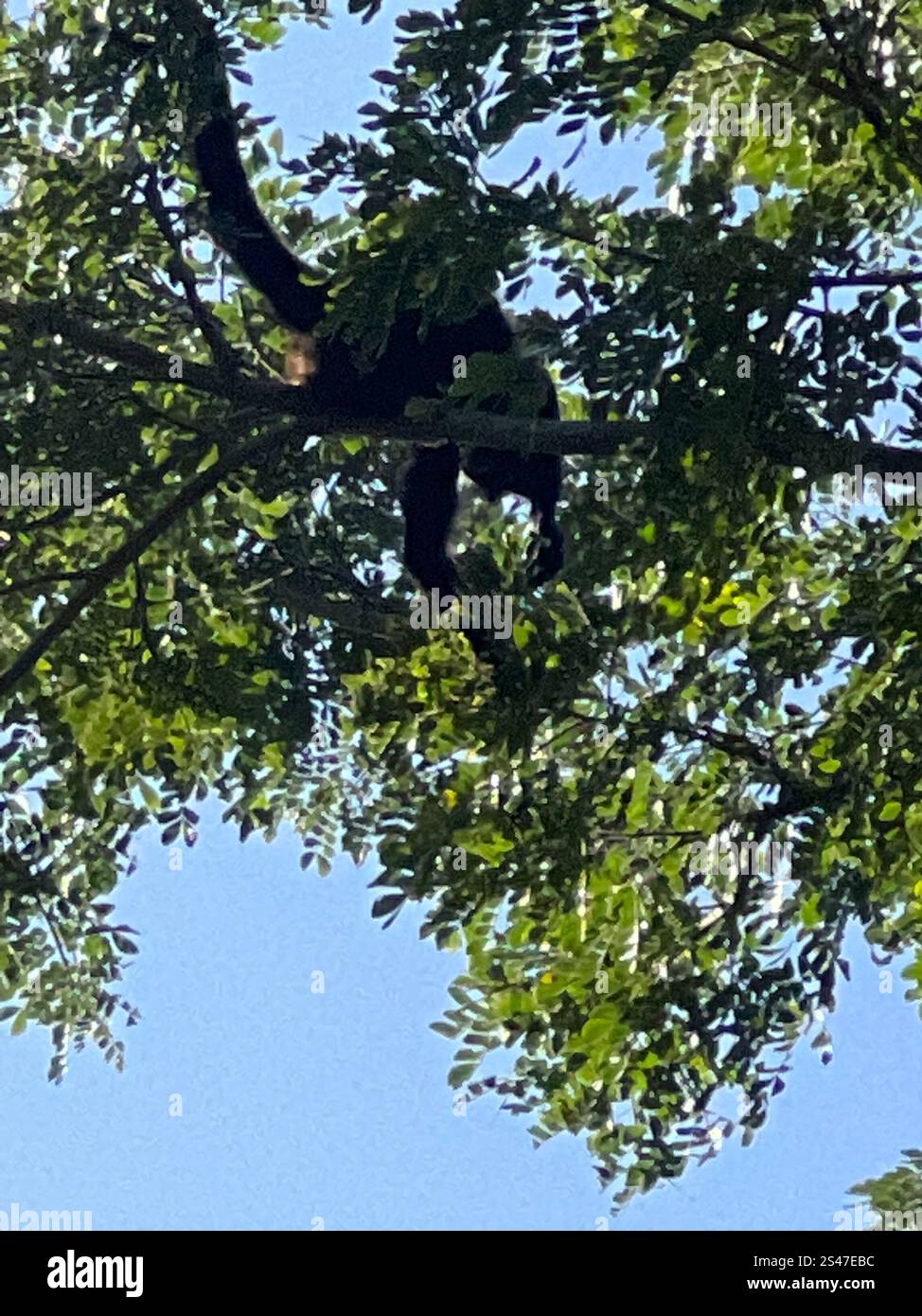 Mantled Howler Monkey (Alouatta palliata Stock Photo - Alamy