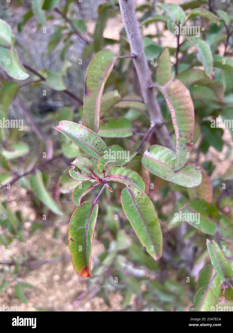 laurel sumac (Malosma laurina Stock Photo - Alamy