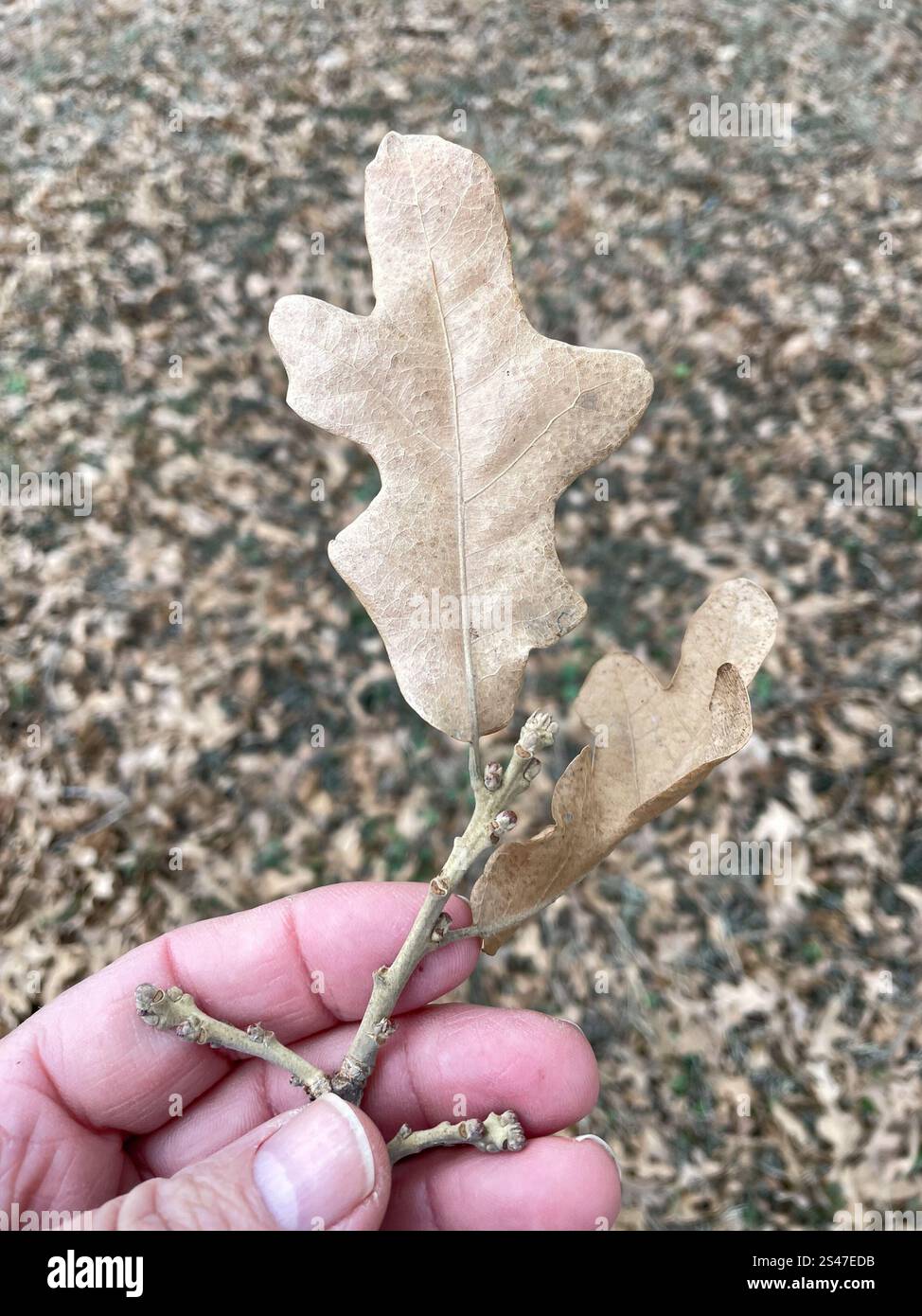 post oak (Quercus stellata Stock Photo - Alamy