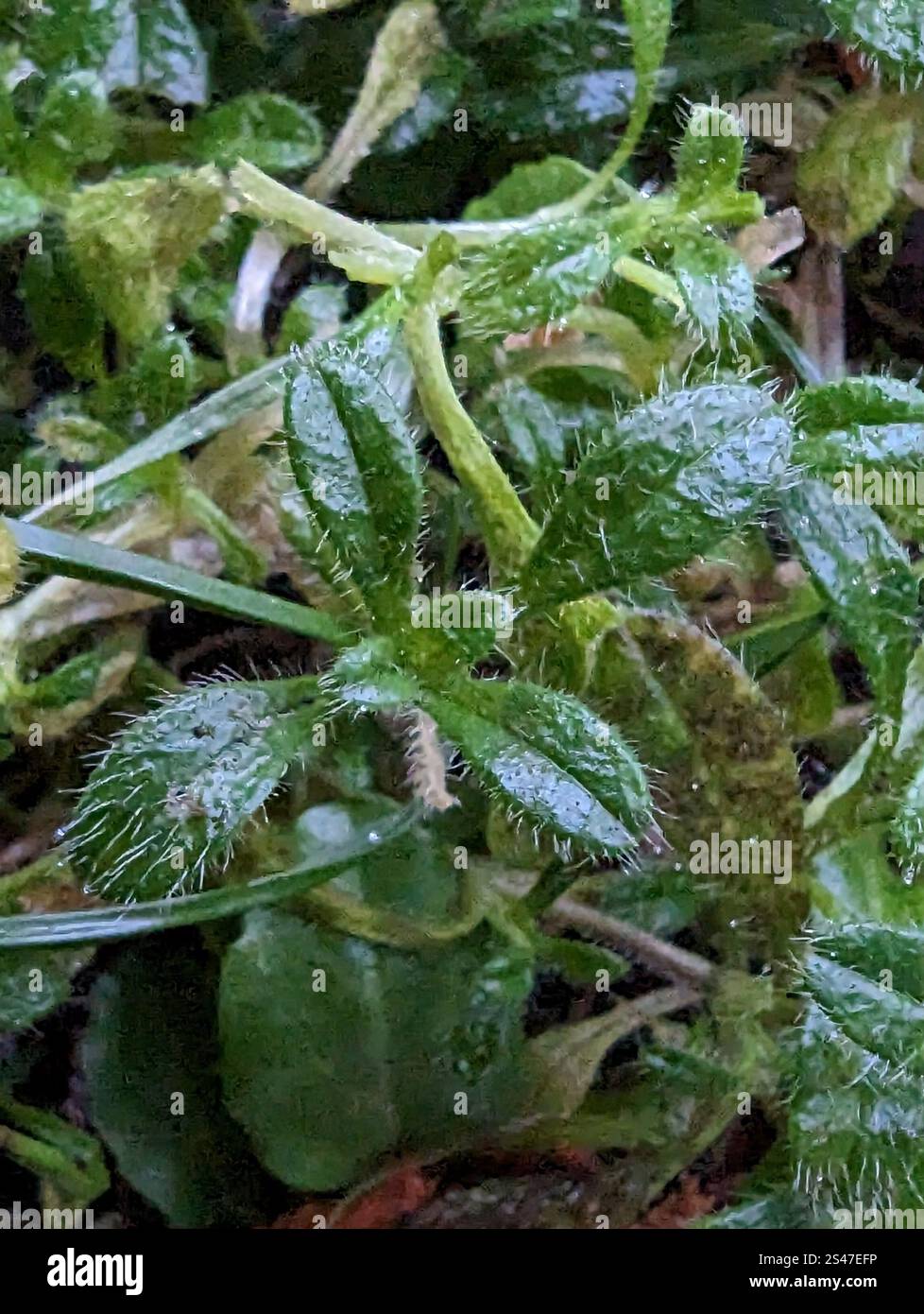 Common mouse-ear chickweed (Cerastium fontanum Stock Photo - Alamy
