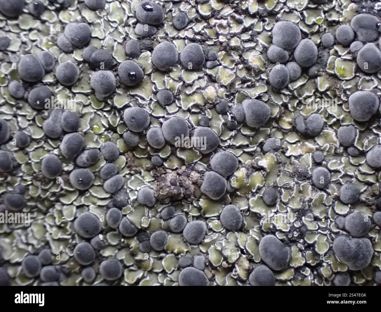 Brown Tile Lichen (Lecidea atrobrunnea Stock Photo - Alamy