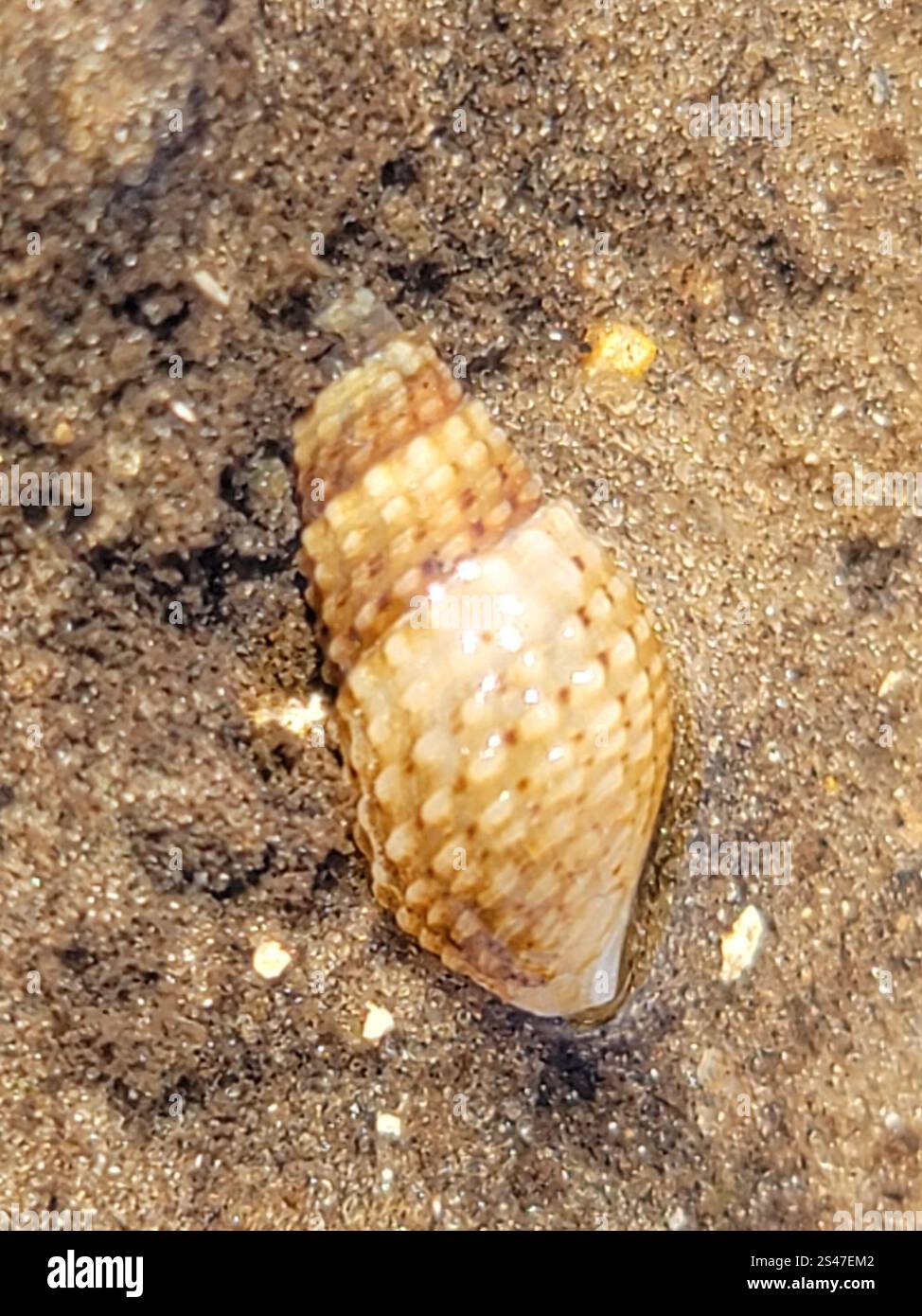 Well-ribbed Dove Snail (Costoanachis translirata Stock Photo - Alamy