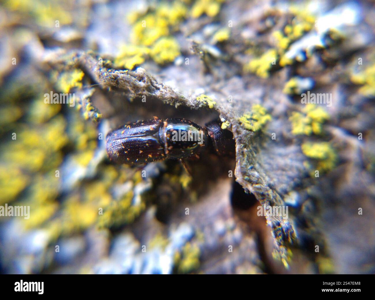 Snout and Bark Beetles (Curculionoidea Stock Photo - Alamy