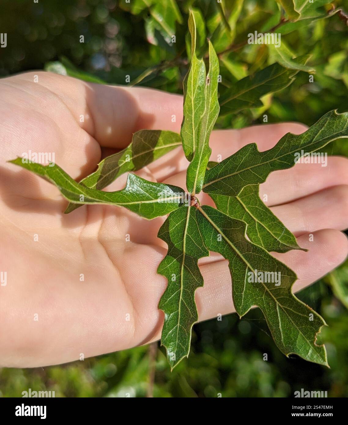 Darlington Oak (Quercus hemisphaerica Stock Photo - Alamy