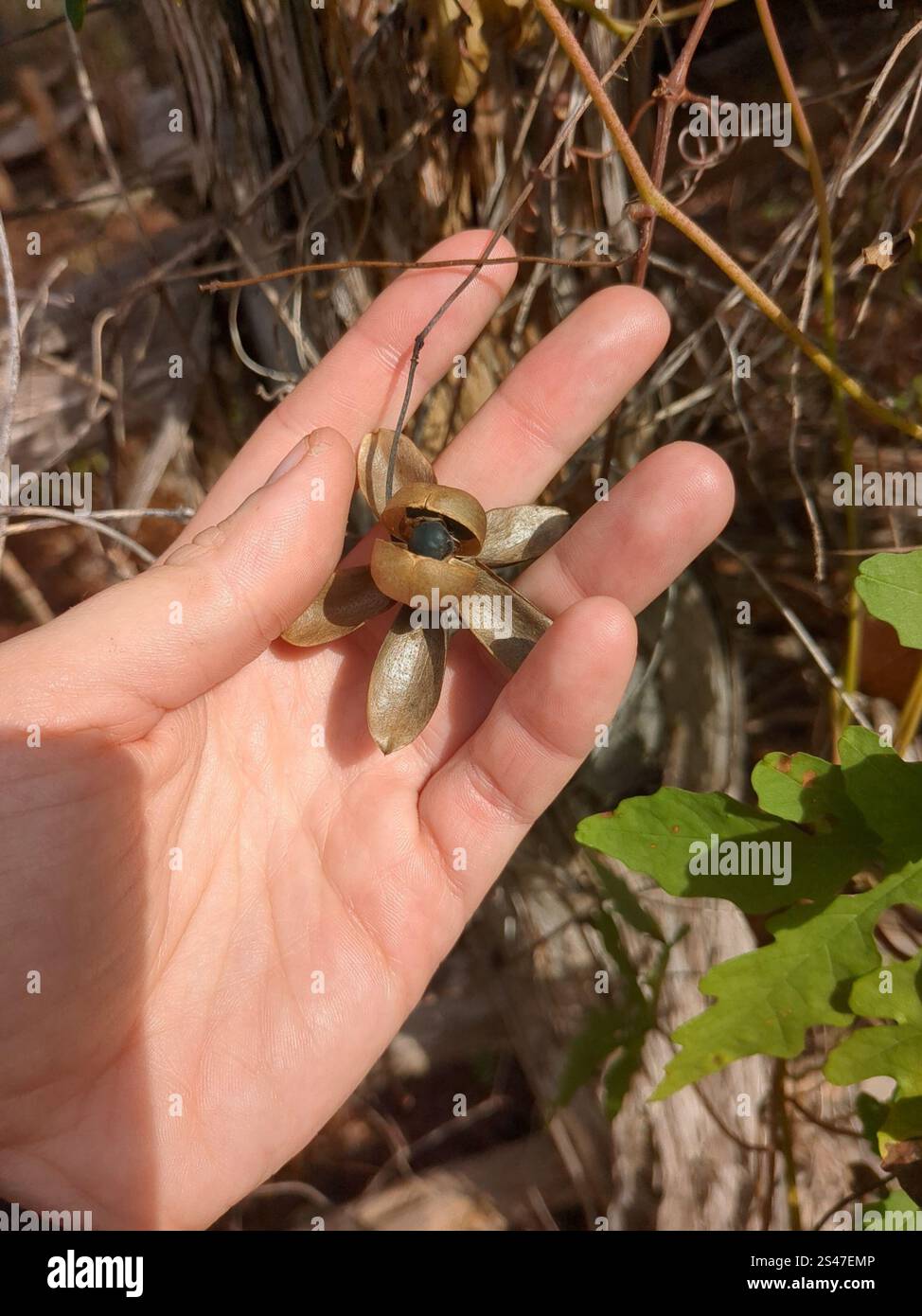 Alamo vine (Distimake dissectus Stock Photo - Alamy