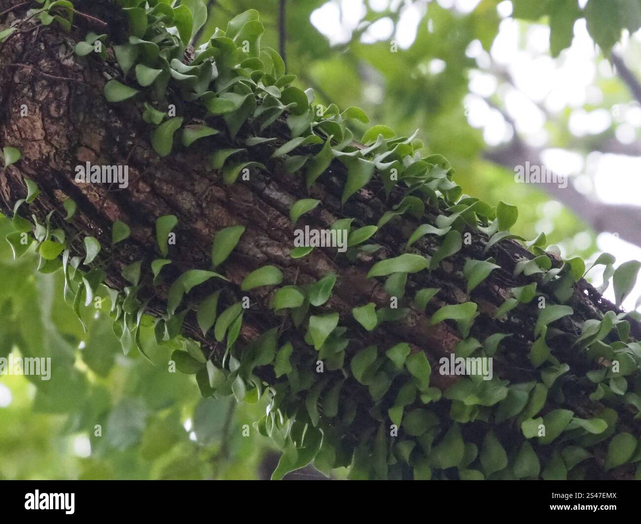 Lanceleaf Tongue Fern (Pyrrosia lanceolata Stock Photo - Alamy