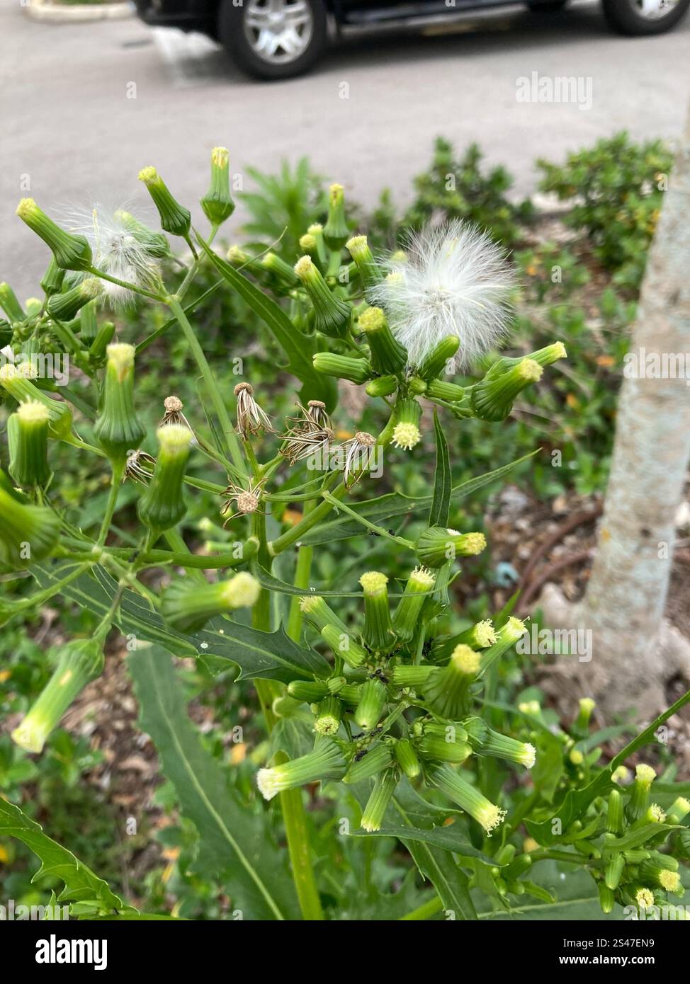 American burnweed (Erechtites hieraciifolius Stock Photo - Alamy