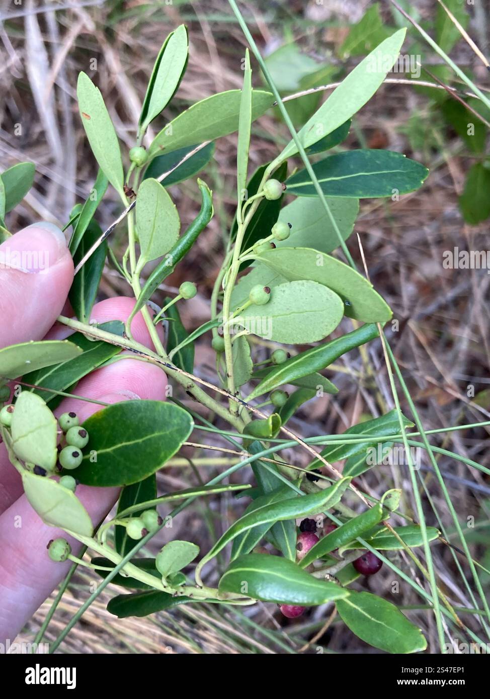 gallberry (Ilex glabra Stock Photo - Alamy