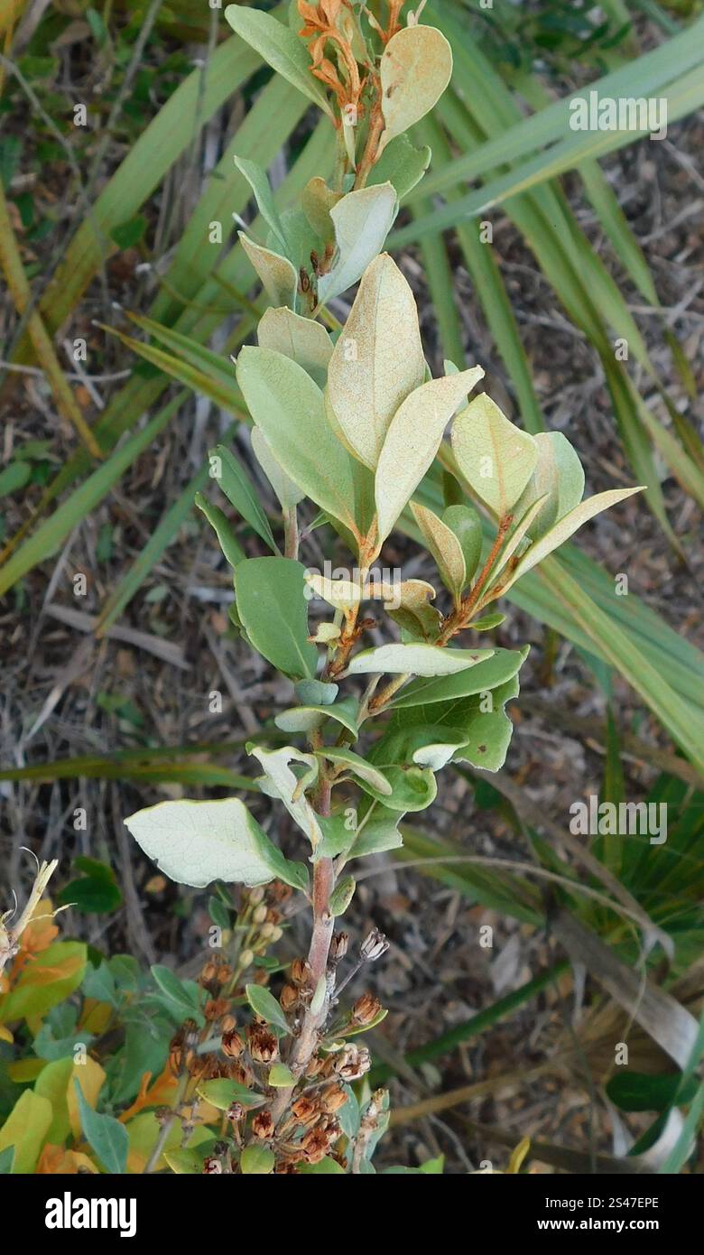 coastal plain staggerbush (Lyonia fruticosa Stock Photo - Alamy