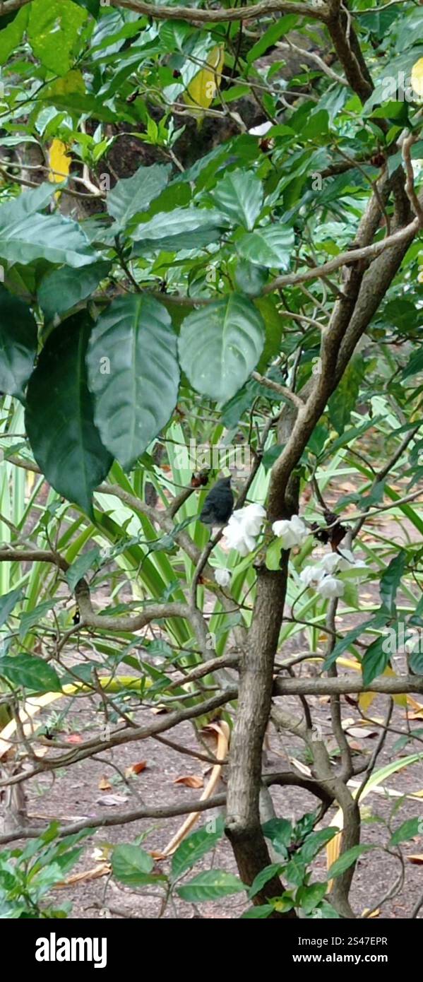 Sayaca Tanager (Thraupis sayaca Stock Photo - Alamy