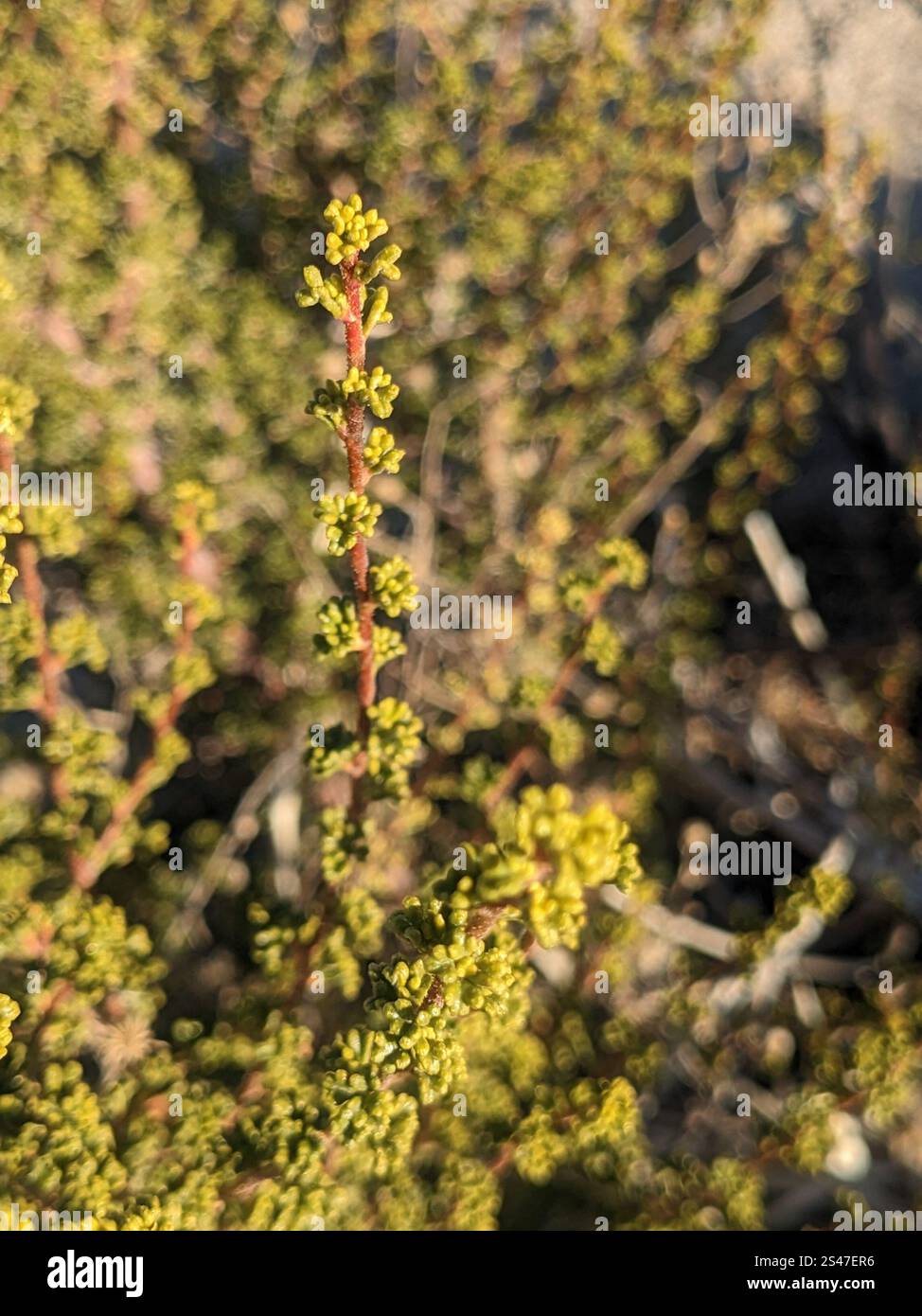 Desert bitterbrush hi-res stock photography and images - Alamy